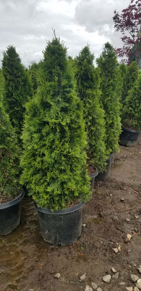 Buy Thuja occidentalis 'Smaragd'/Emerald Green Arborvitae | The Nursery ...