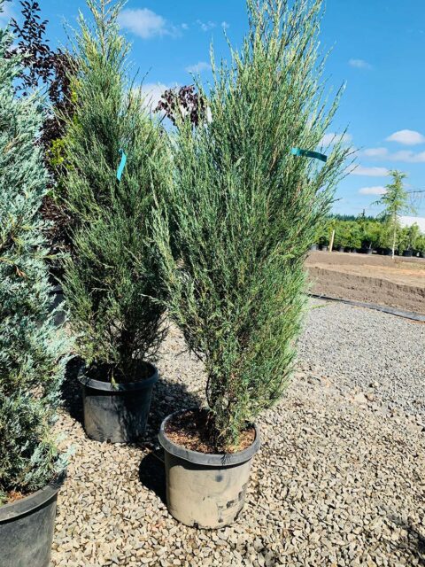 Buy Juniperus scopulorum 'Skyrocket'/Skyrocket Juniper | The Nursery Outlet