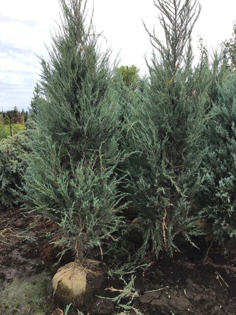 Buy Juniperus scopulorum 'Skyrocket'/Skyrocket Juniper | The Nursery Outlet