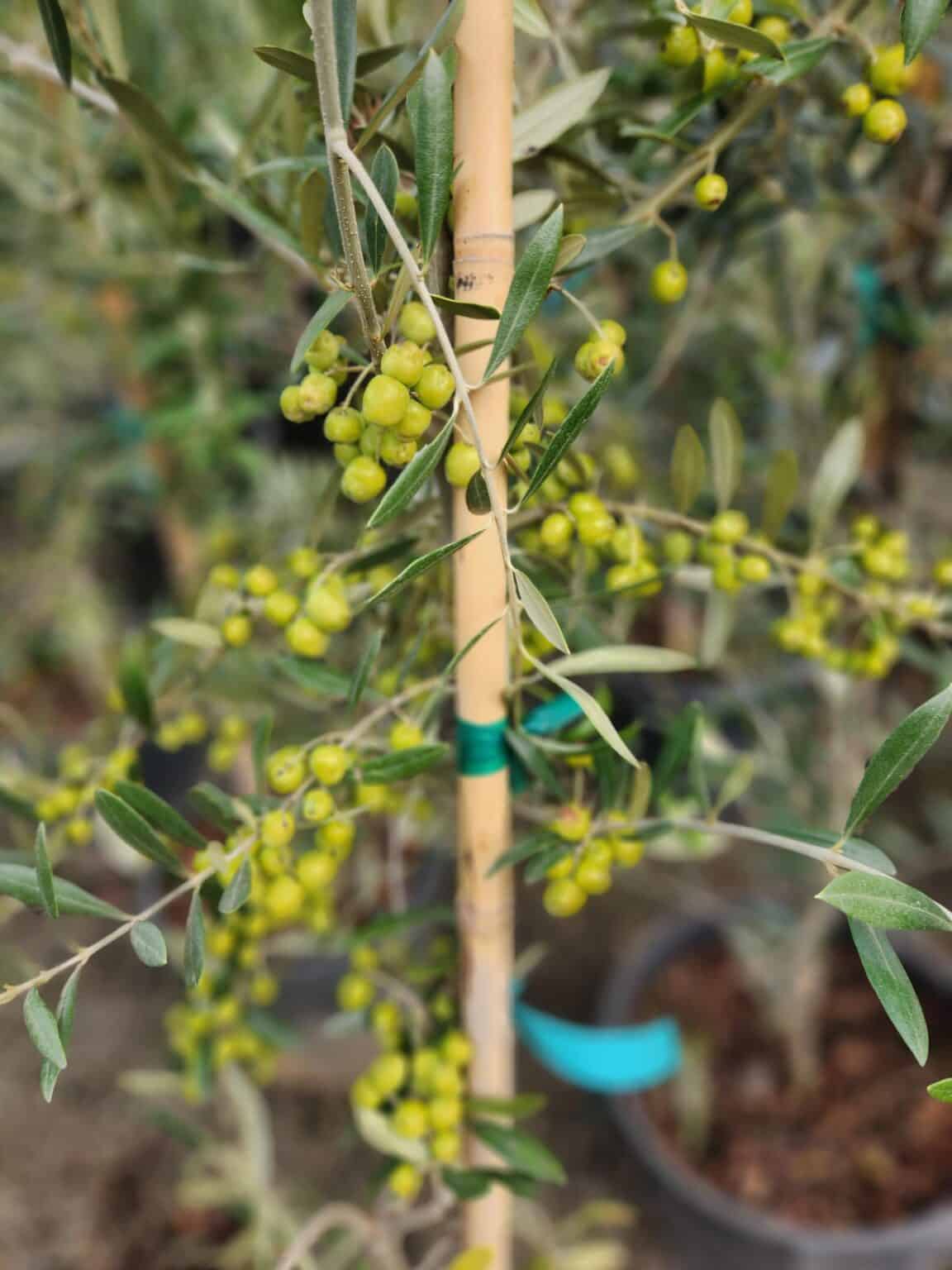 Buy Olea europaea 'Arbosana'/Arbosana Olive Tree | The Nursery Outlet