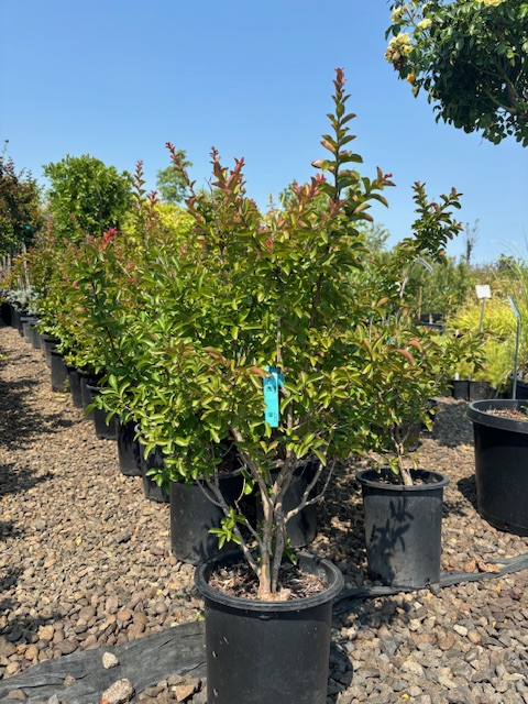 Buy Catawba Crape Myrtle 'Multi-Stem' | The Nursery Outlet