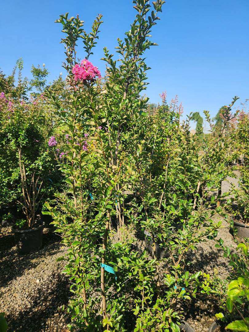 Buy Catawba Crape Myrtle 'Multi-Stem' | The Nursery Outlet