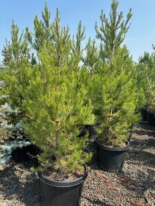 Buy Pinus eldarica/Afghan Pine | The Nursery Outlet