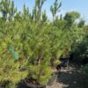 Buy Pinus eldarica/Afghan Pine | The Nursery Outlet