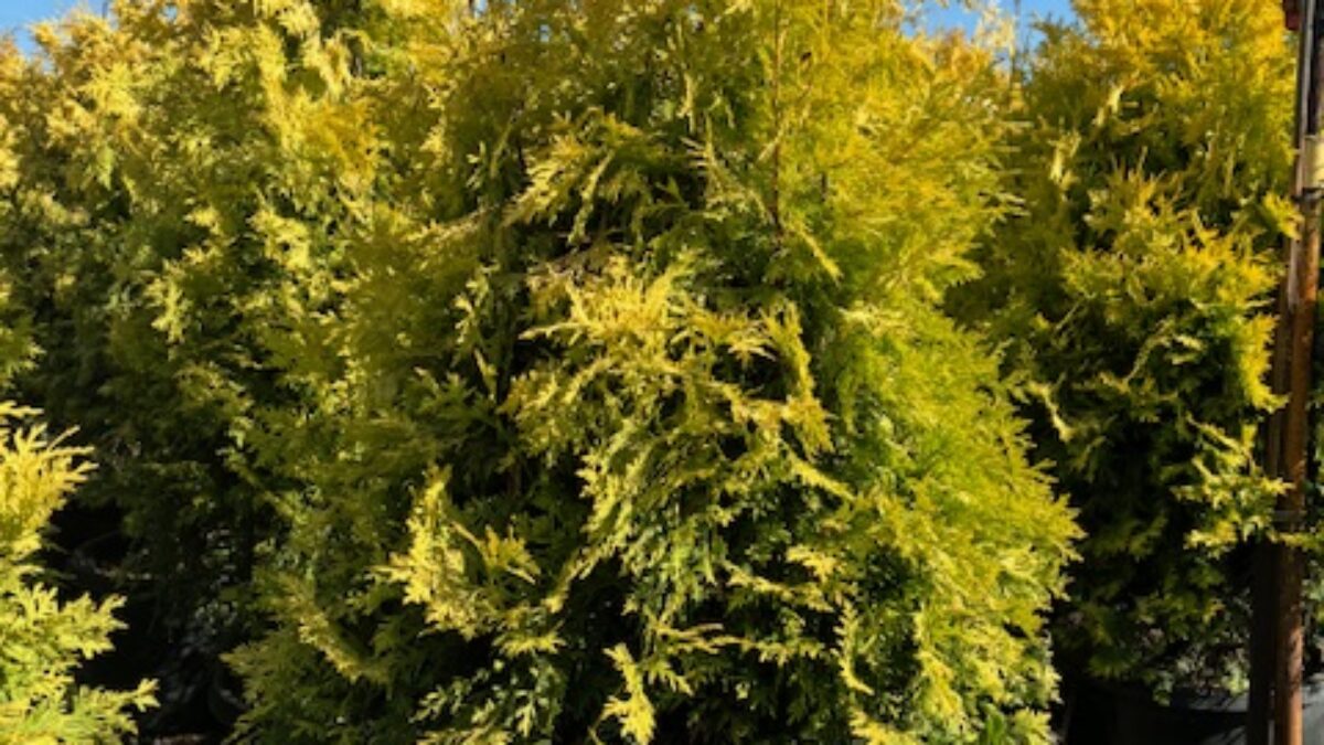 Western Red Cedar