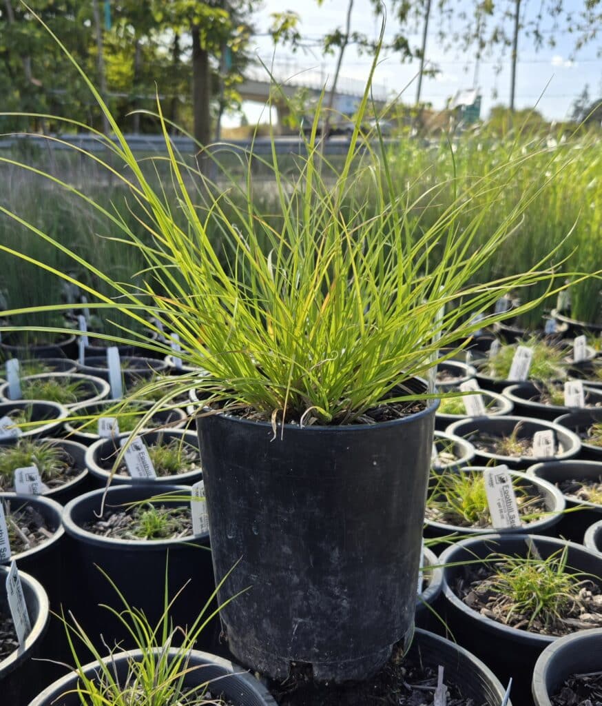 Buy Carex tumulicola 'Foothill Sedge'/Foothill Sedge | The Nursery Outlet
