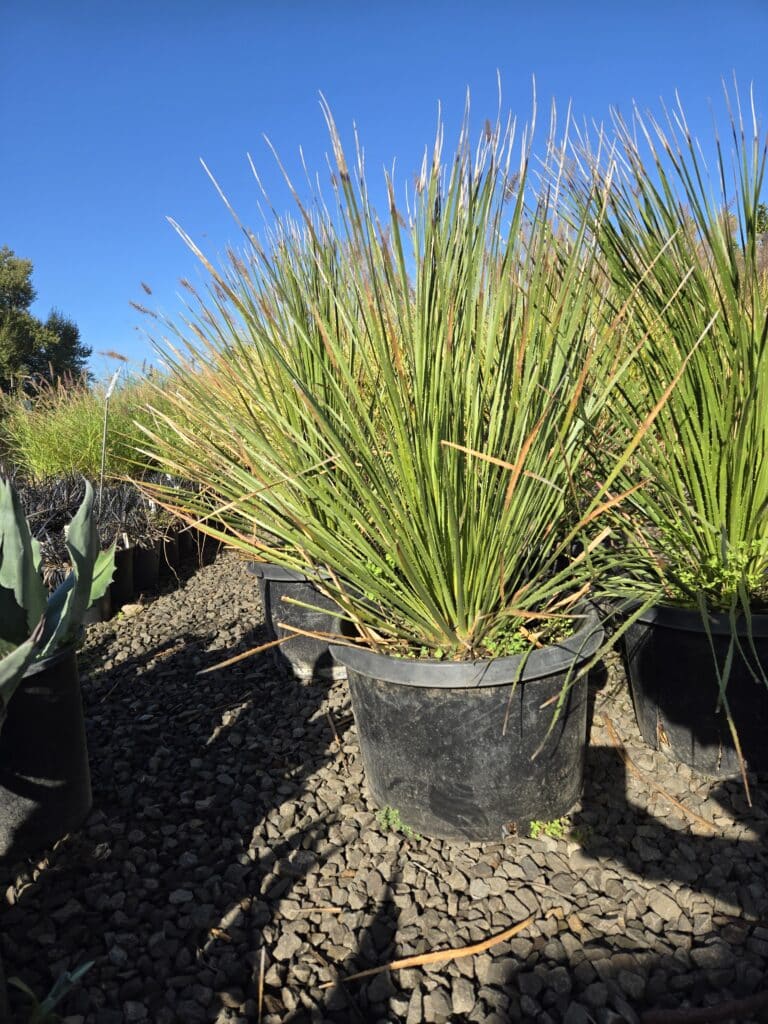 Buy Dasylirion wheeleri/Green Desert Spoon Yucca