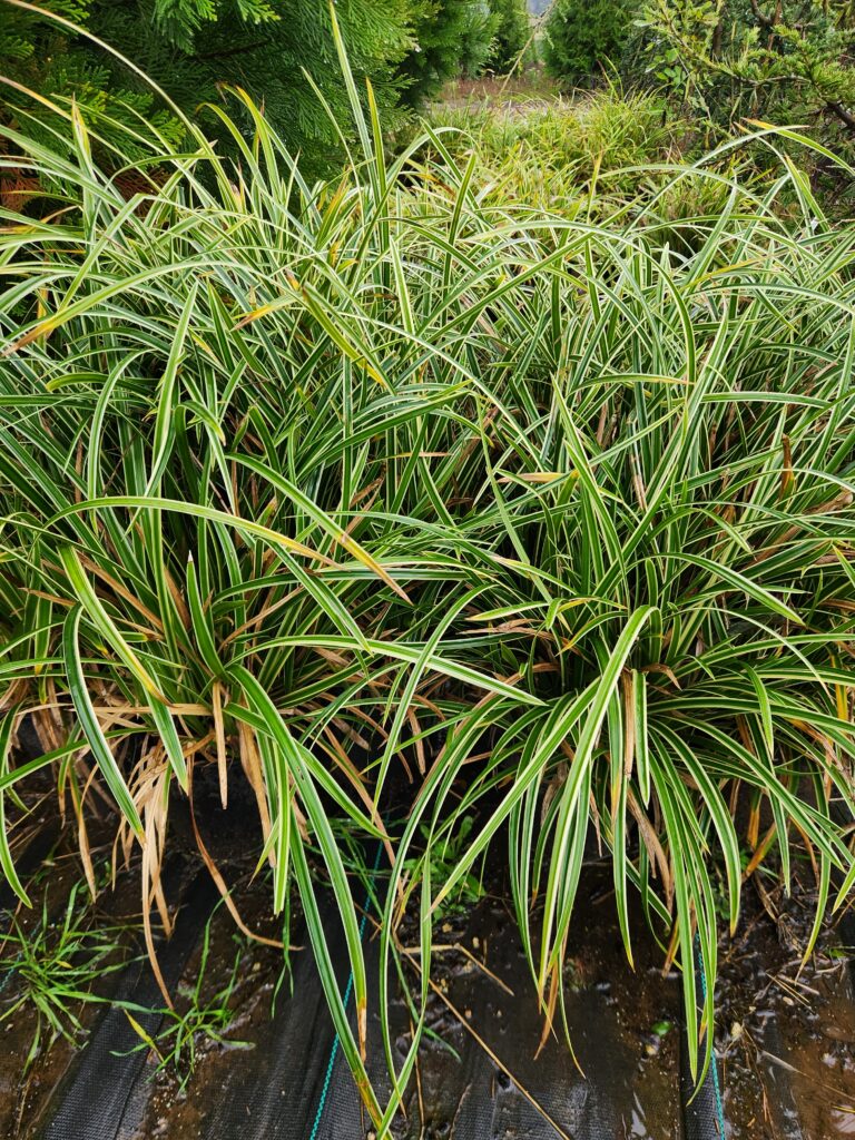 Buy Carex morrowii ‘Ice Dance’/Ice Dance Japanese Sedge Grass
