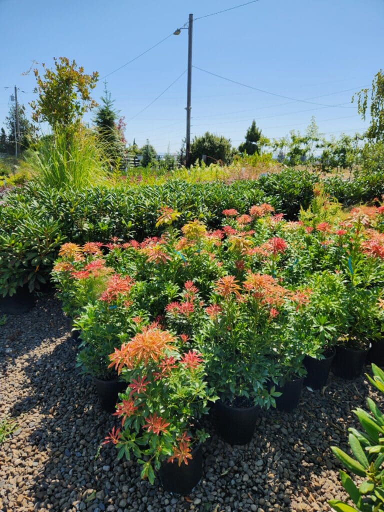 Buy Mountain Fire Pieris | The Nursery Outlet