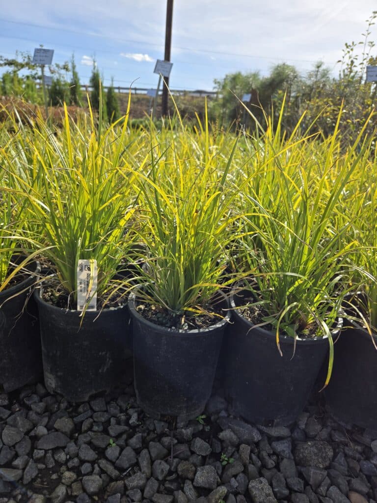 Buy Carex obnuta/Slough Sedge | The Nursery Outlet