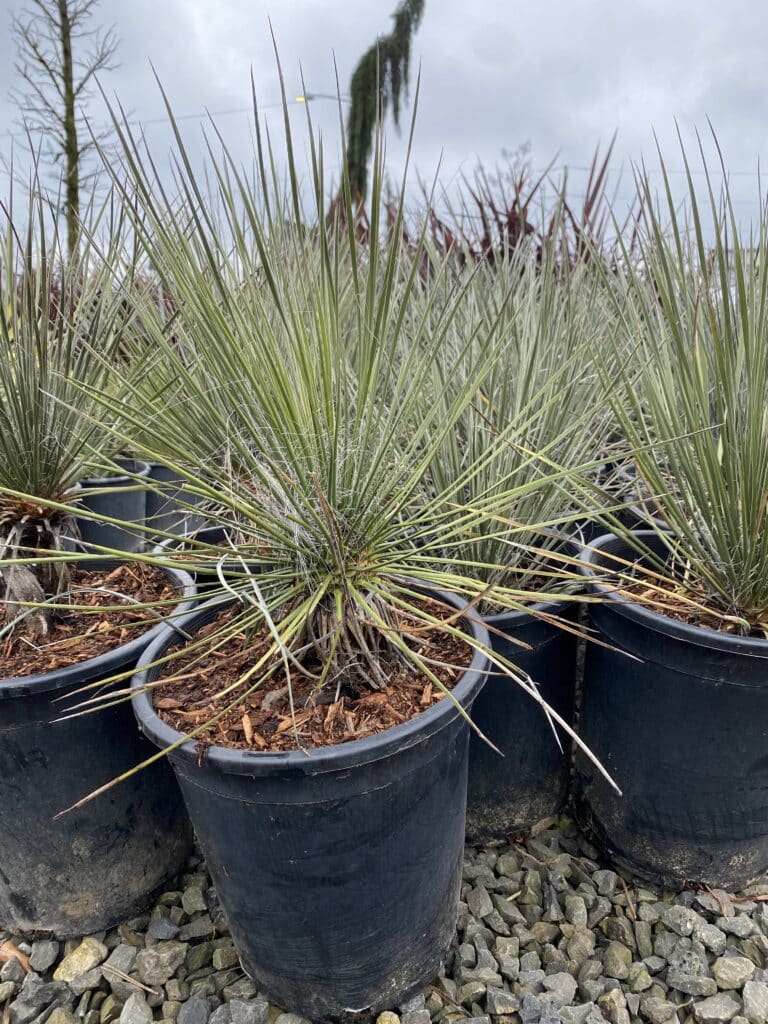 Buy Yucca elata/Soaptree Yucca | The Nursery Outlet