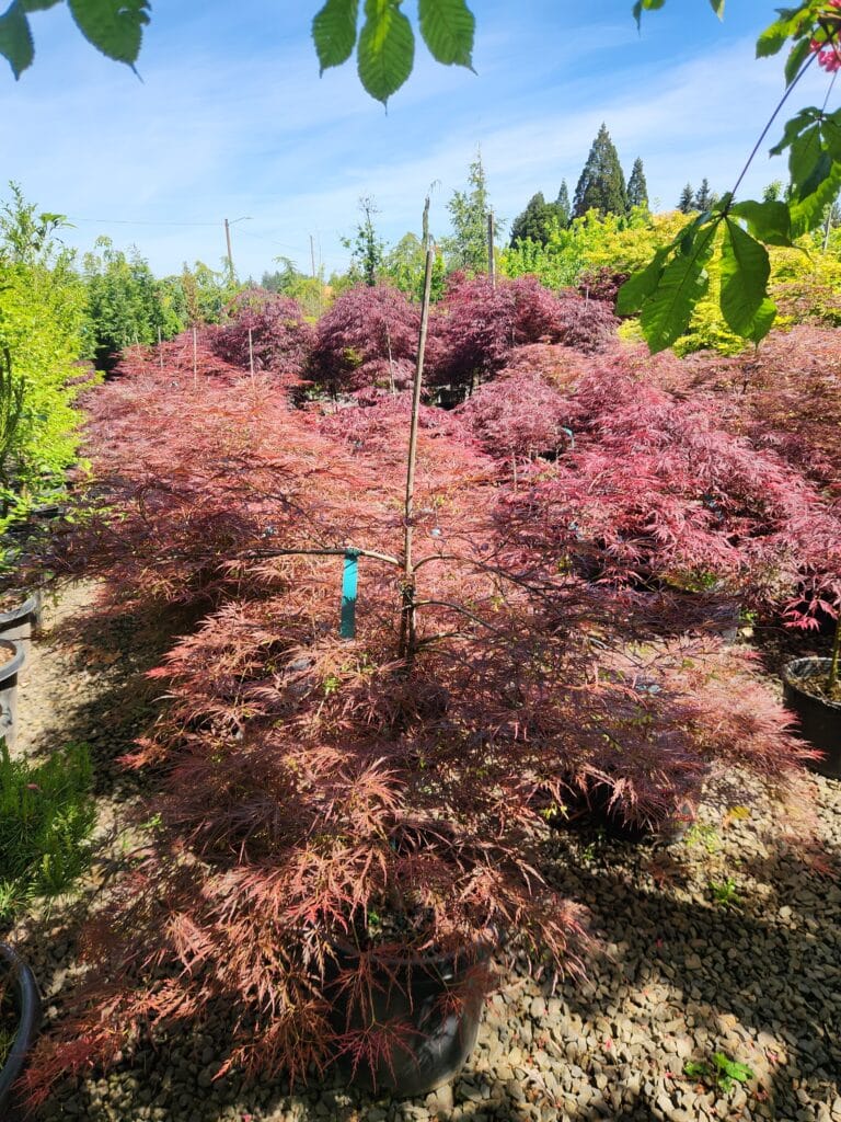 Buy Viridis Japanese Maple | The Nursery Outlet