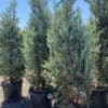 Buy Wichita Blue Juniper | The Nursery Outlet